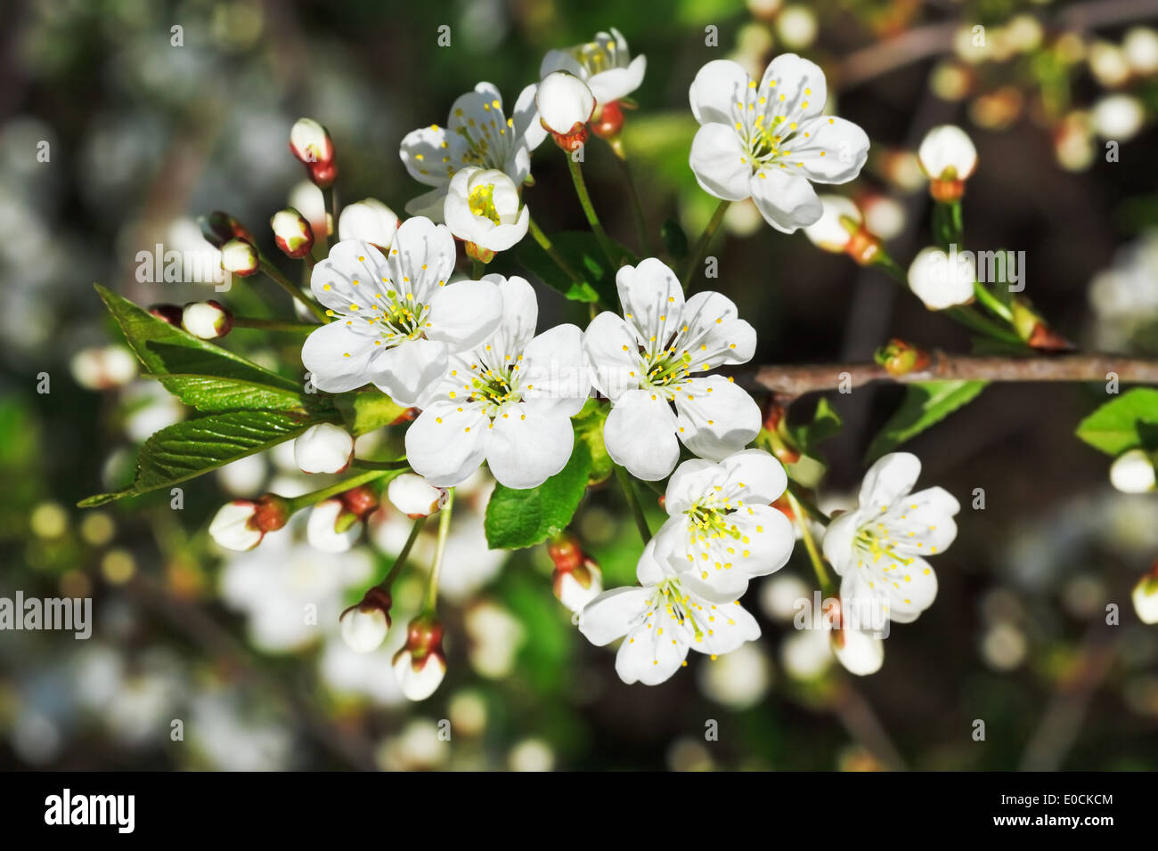 White cherry blossom blowing in hi-res stock photography and images - Alamy