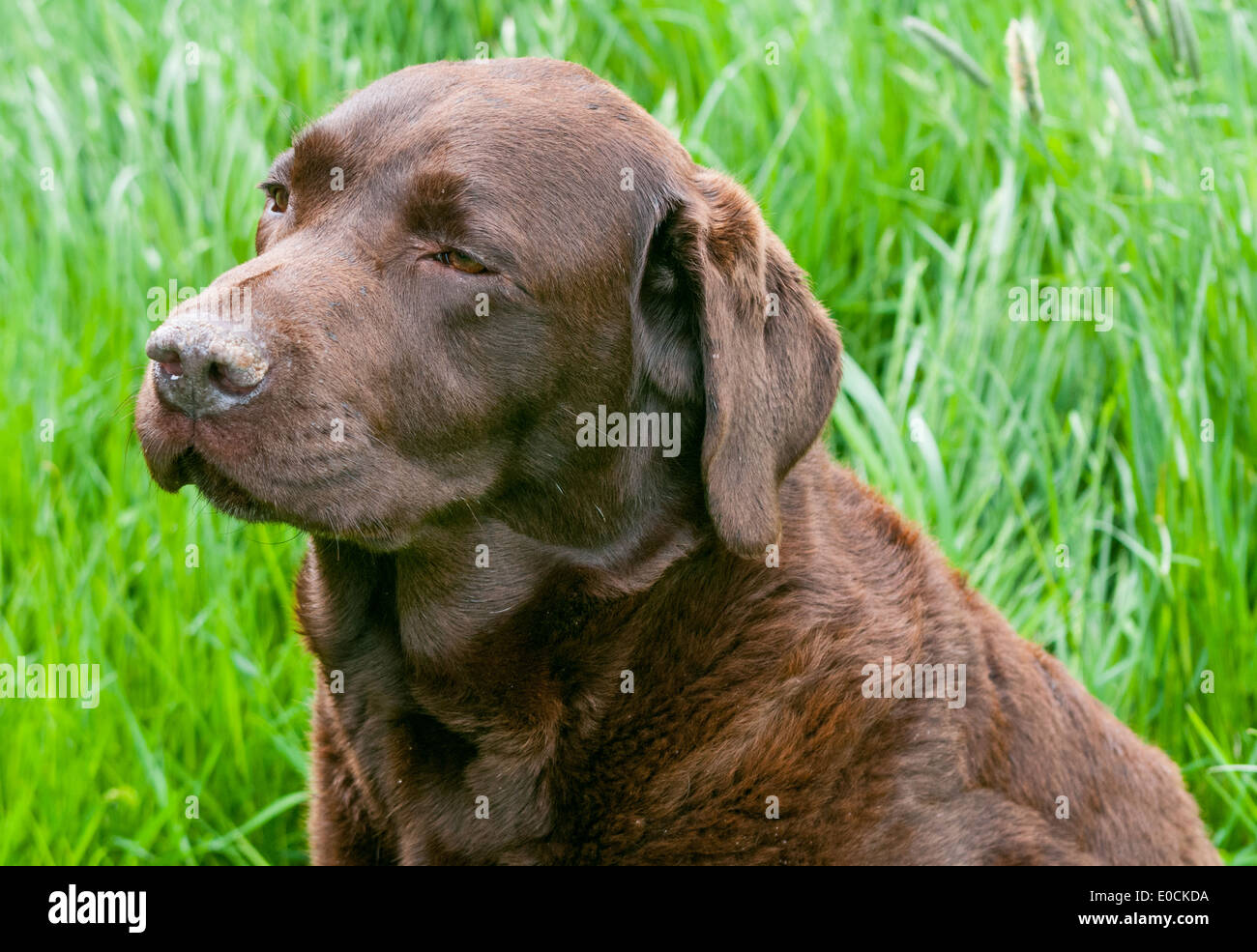 A chocolate Labrador dog sat in a field Stock Photo - Alamy