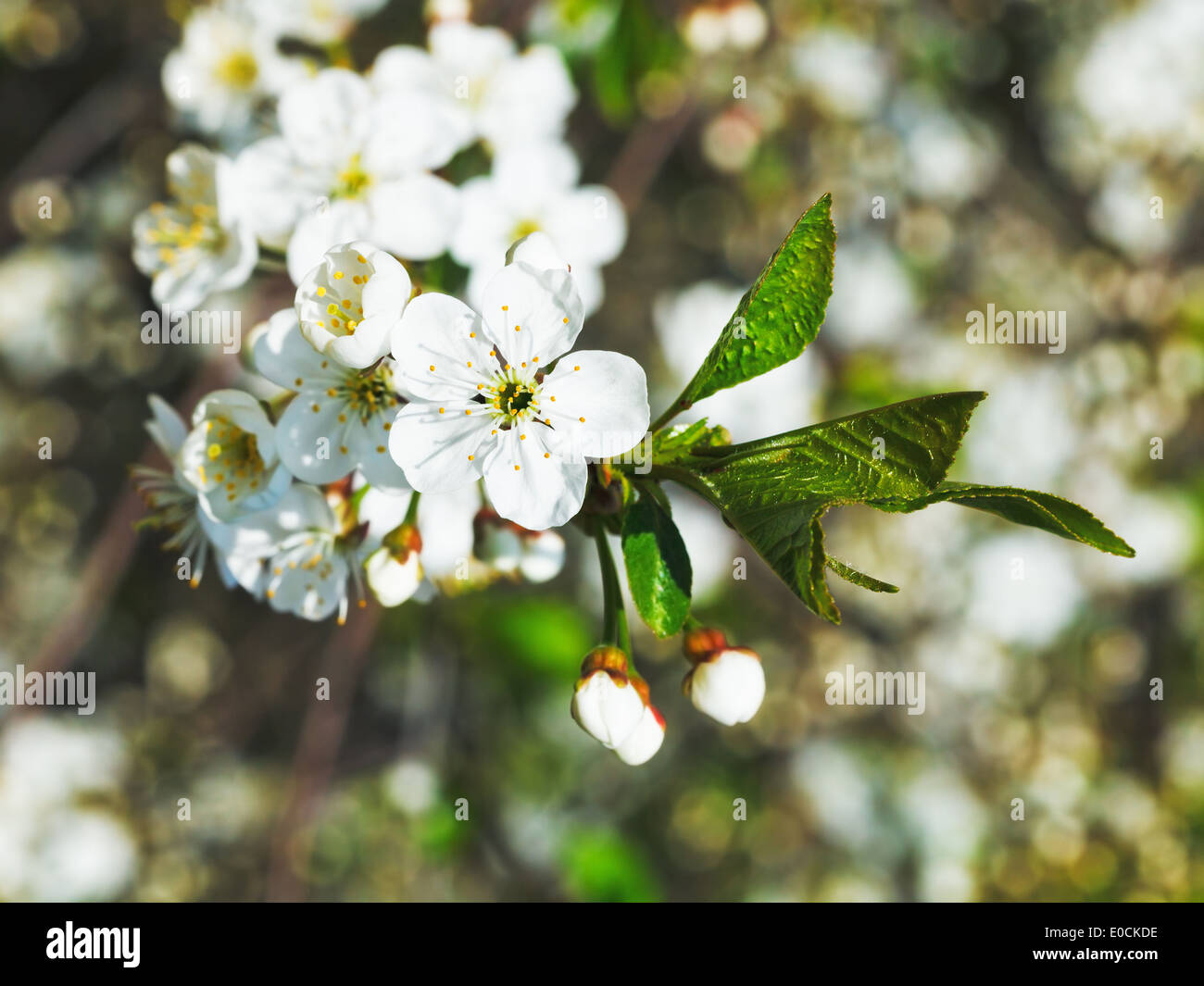 white flowers of cherry tree close up in spring Stock Photo - Alamy