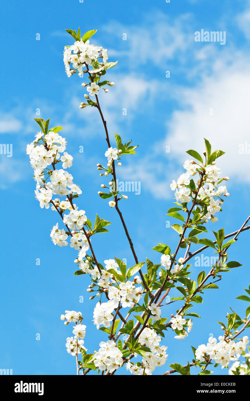 Background several cherry blossoms hi-res stock photography and images ...