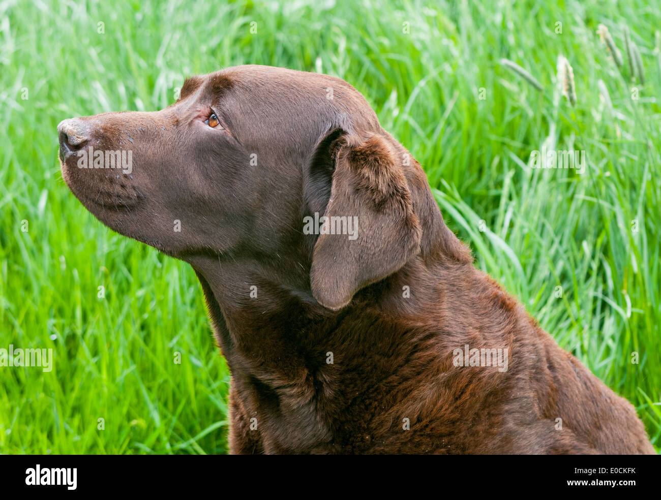 A chocolate Labrador dog sat in a field Stock Photo - Alamy