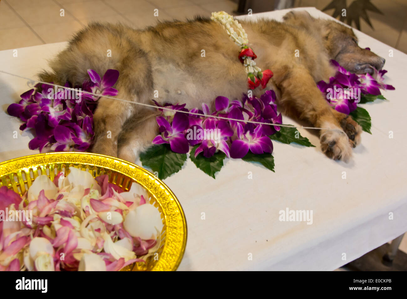 Dog funeral ceremony;Rest in peace Stock Photo - Alamy