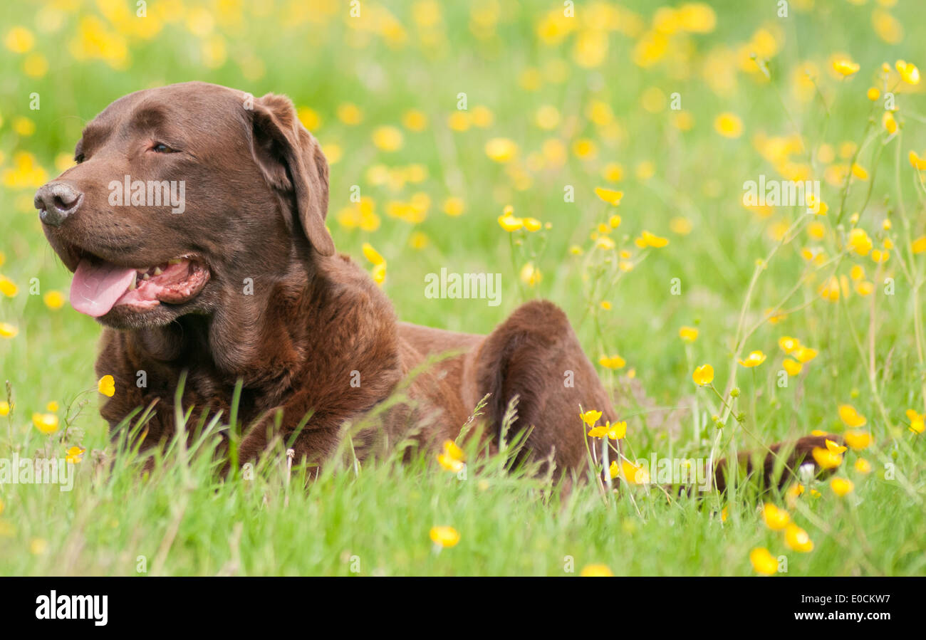 A chocolate Labrador dog sat in a field Stock Photo - Alamy