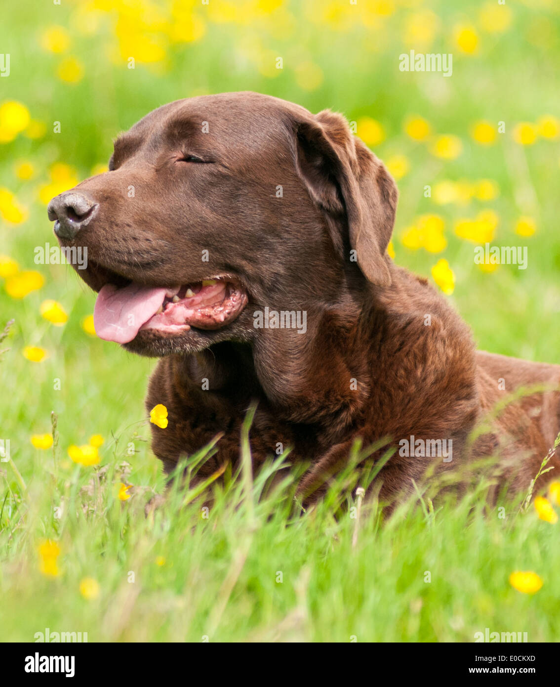 Labrador and big head hi-res stock photography and images - Alamy