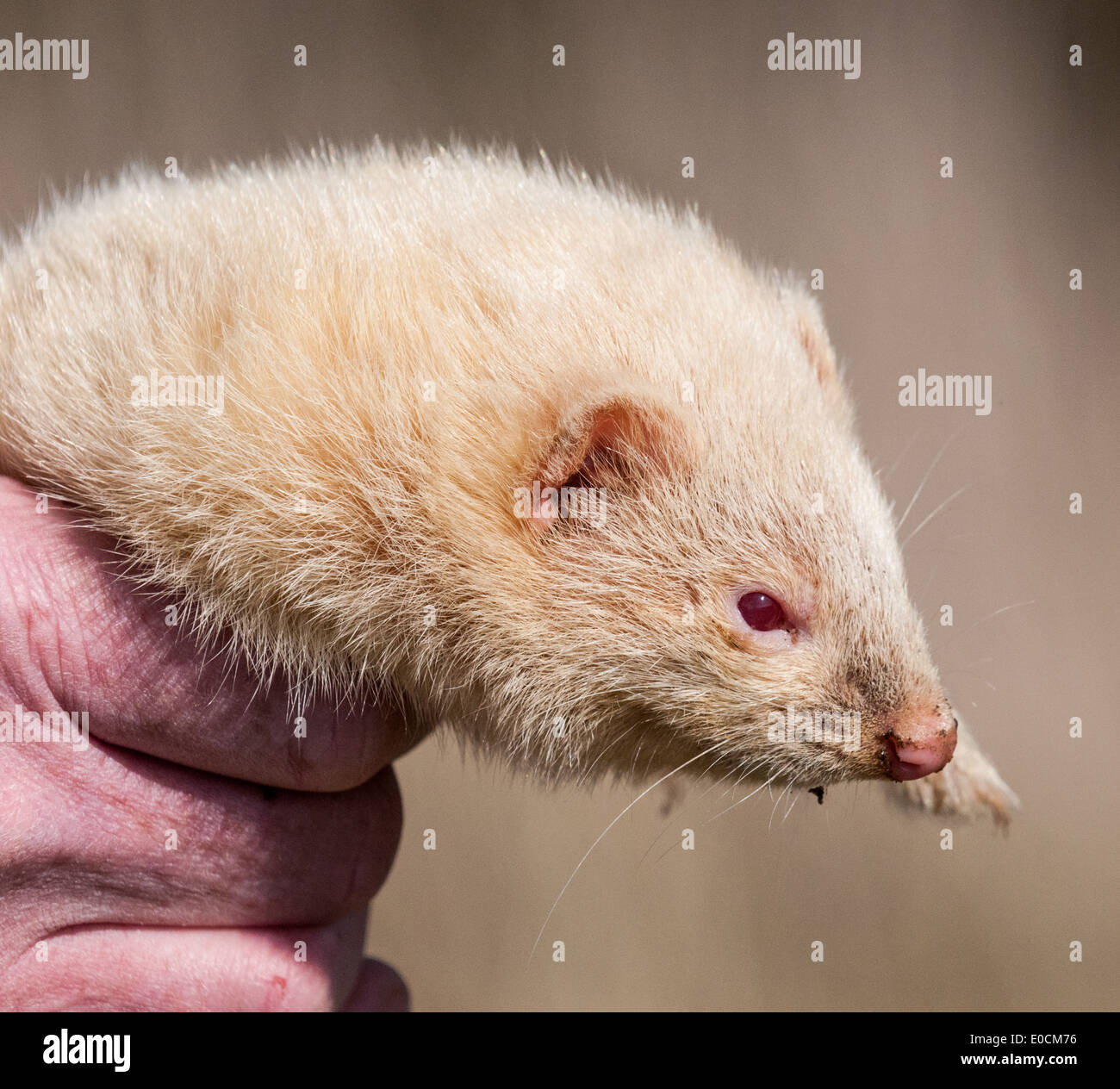 Ferrets in hand hi-res stock photography and images - Alamy