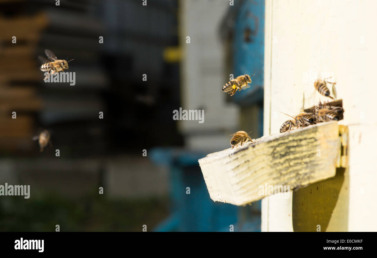 Bees entering the hive. White beehive Stock Photo - Alamy