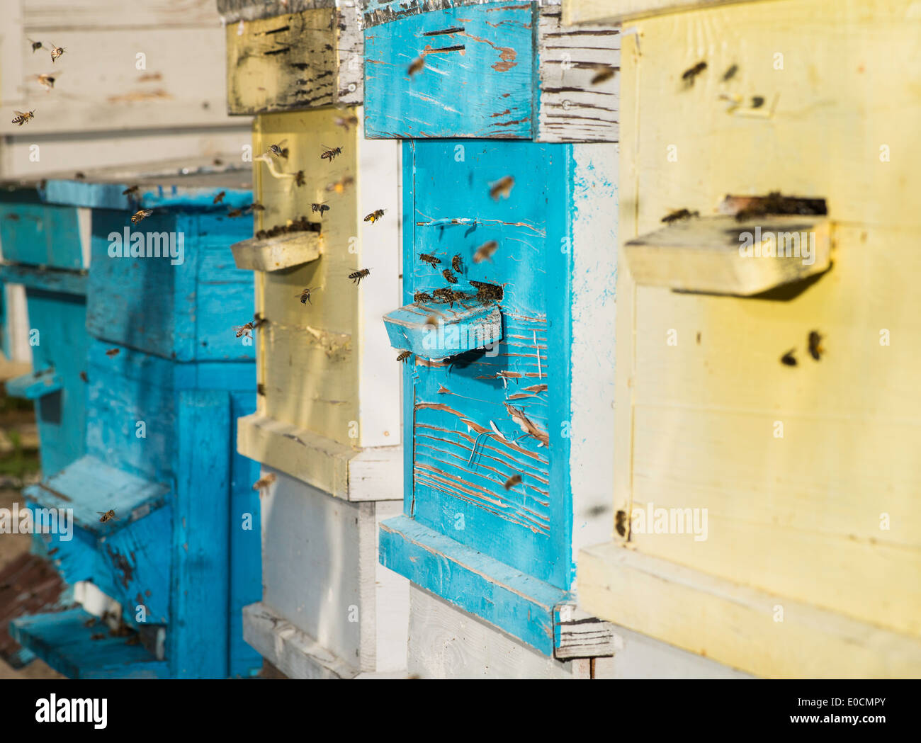 Beehive swarm bees hi-res stock photography and images - Alamy