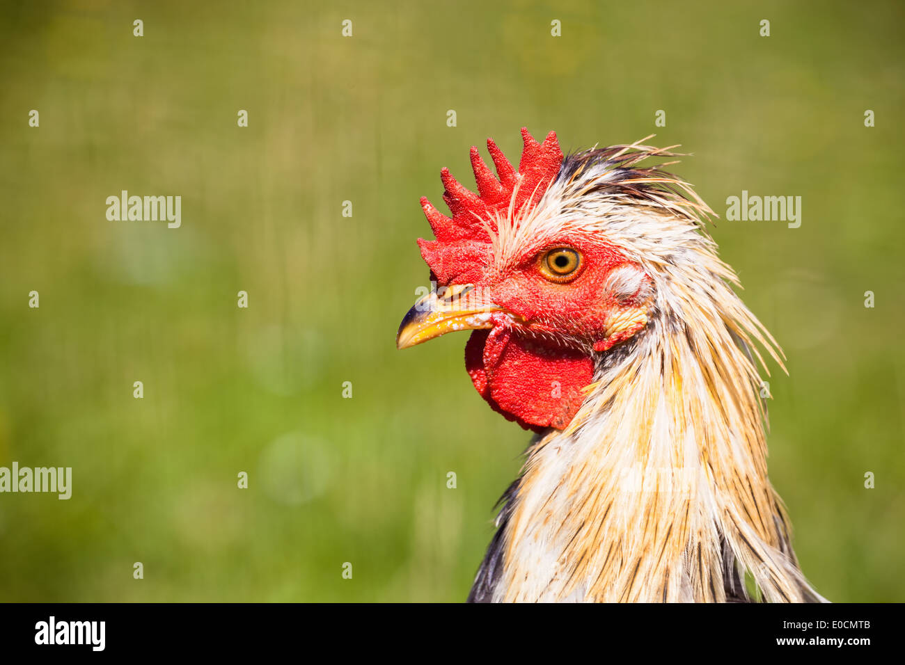 Chicken running hi-res stock photography and images - Alamy