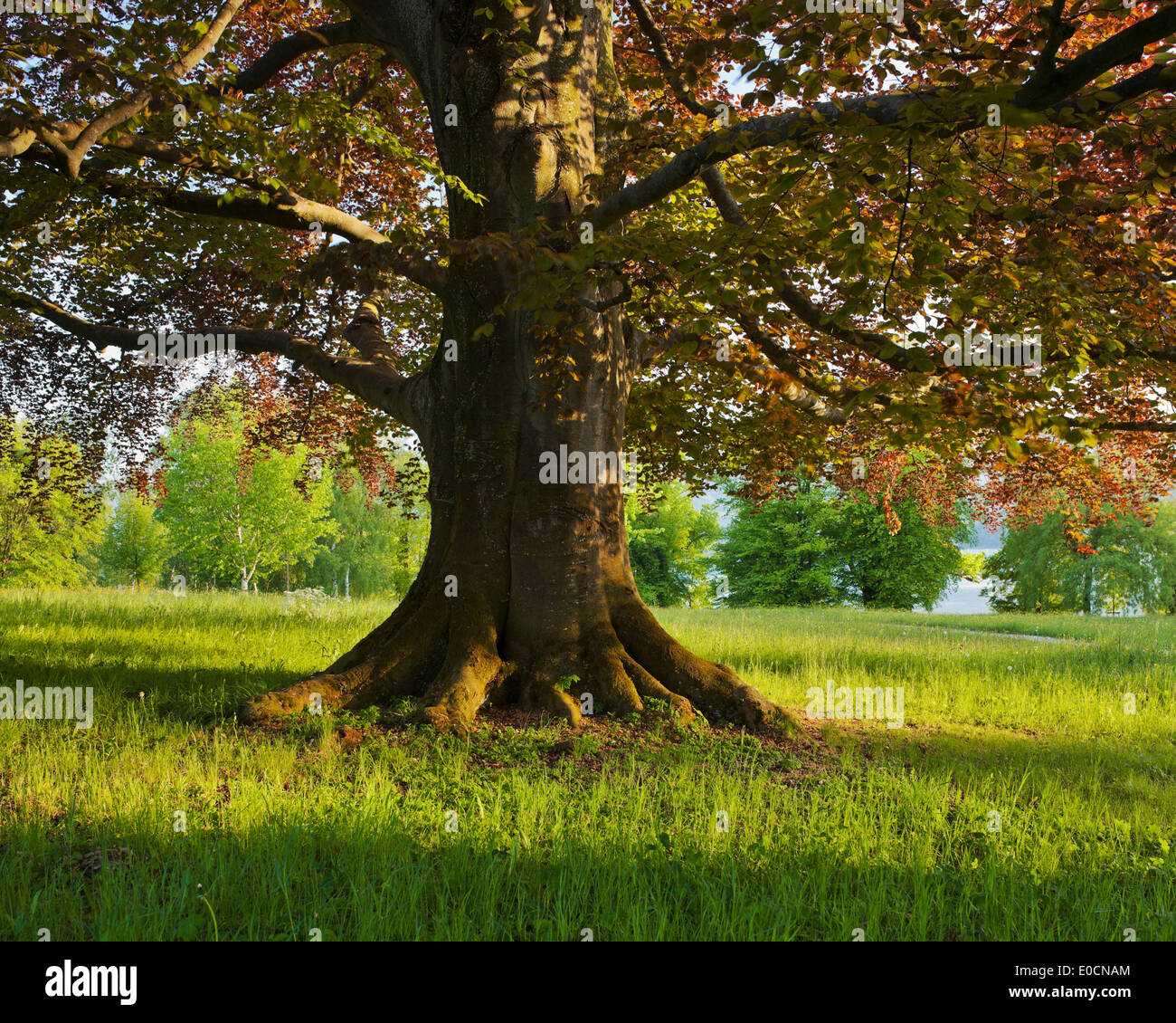 Old beech tree hi-res stock photography and images - Alamy