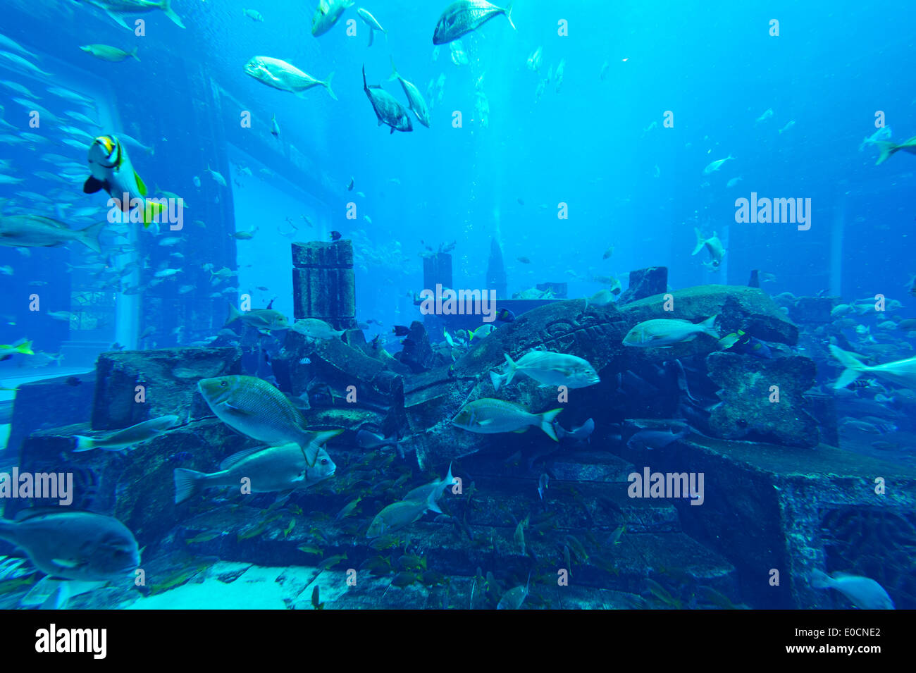 Underwater fish atlantis hi-res stock photography and images - Alamy