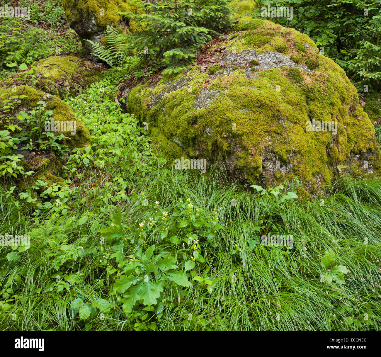 Landscape conservation area hi-res stock photography and images - Alamy