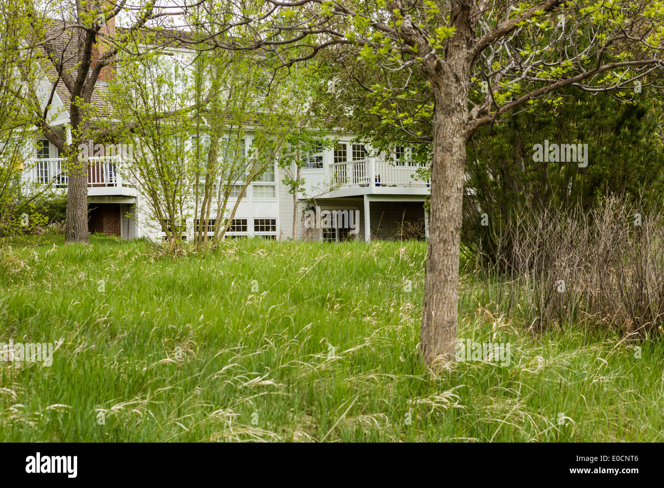 Sinlge family house behind trees and shrubs Stock Photo - Alamy