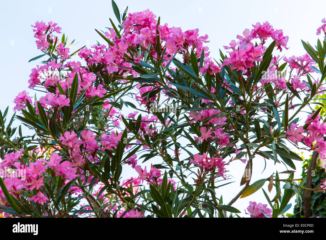 Pink flowers in Kavros village,Crete,Greece Stock Photo - Alamy