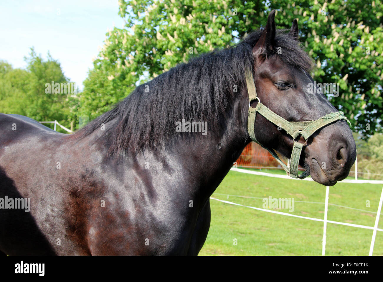 Black horse, head shot Stock Photo - Alamy