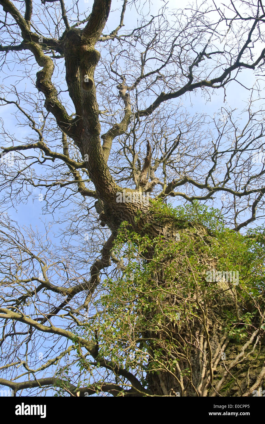 tree in the sun Stock Photo - Alamy