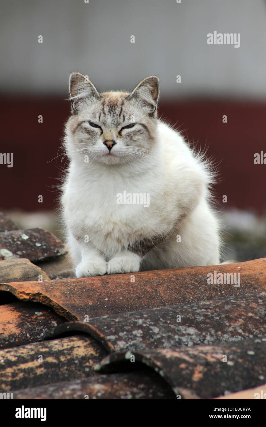 A white cat with brown stripes sitting on a roof covered in terracotta ...