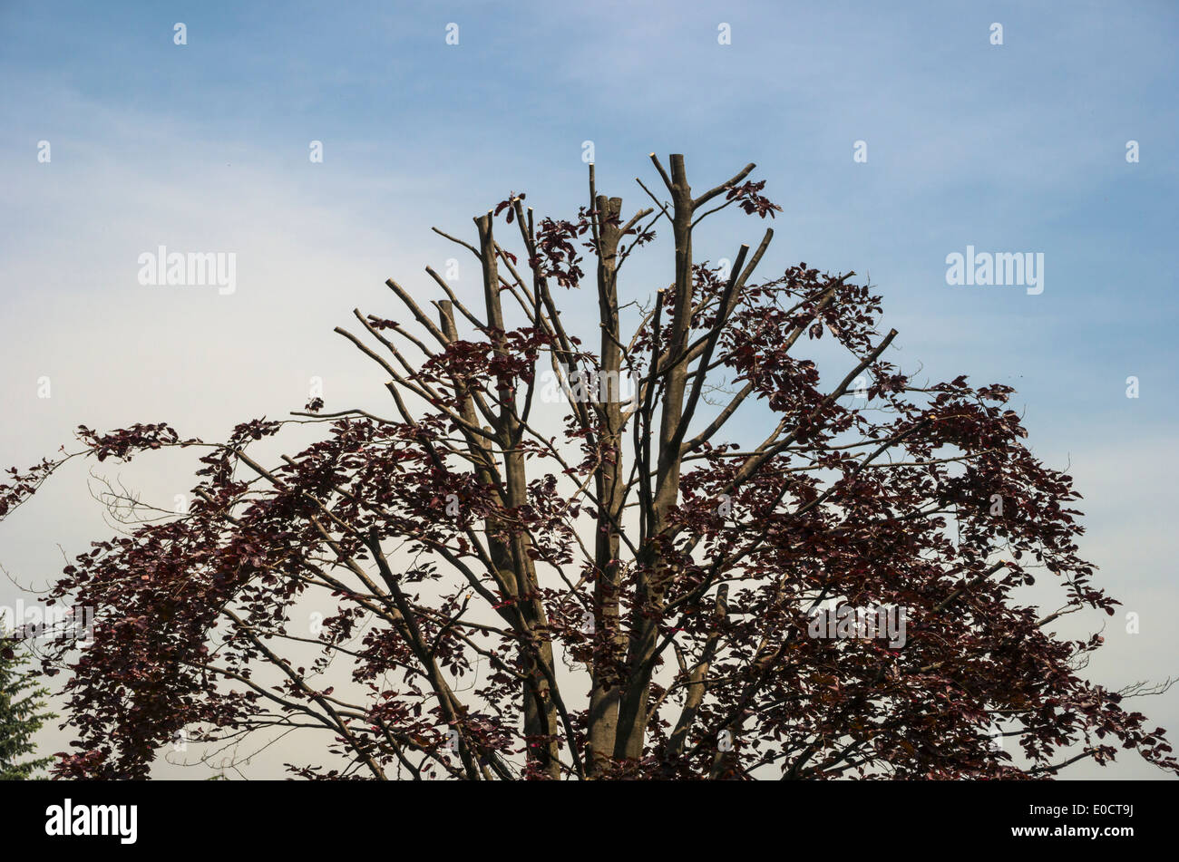 Pruned maple trees hi-res stock photography and images - Alamy