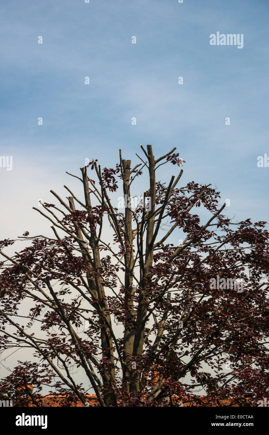 Pruned maple trees hi-res stock photography and images - Alamy