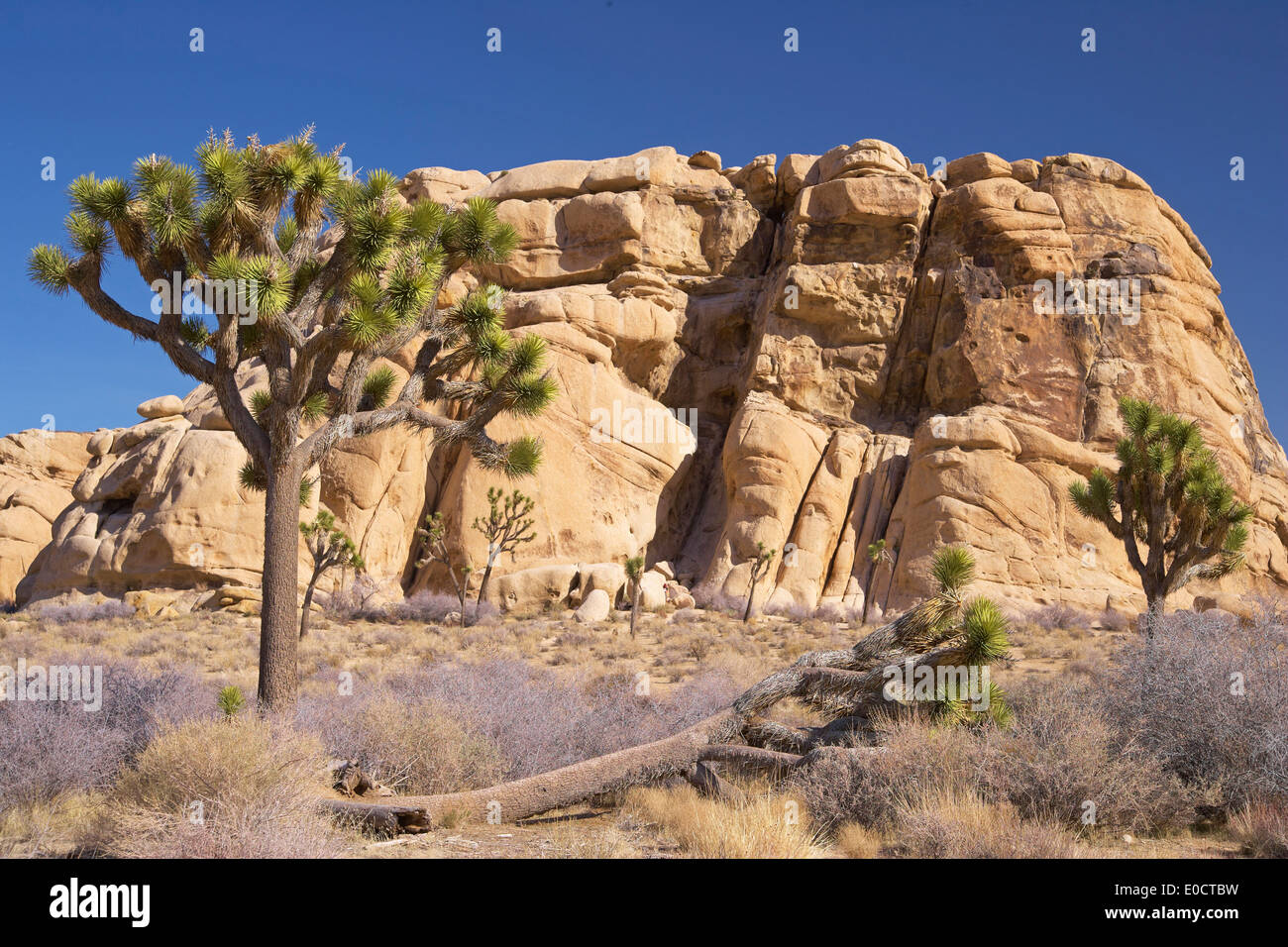 Joshua tree and rock at Hidden Valley at Joshua Tree National Park ...
