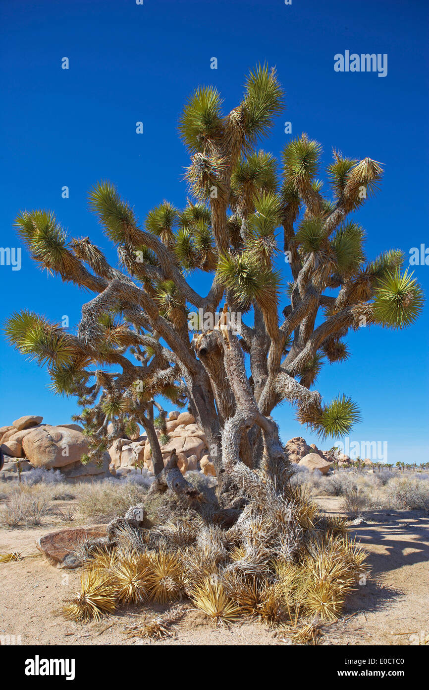 Hidden valley joshua tree national park hi-res stock photography and ...