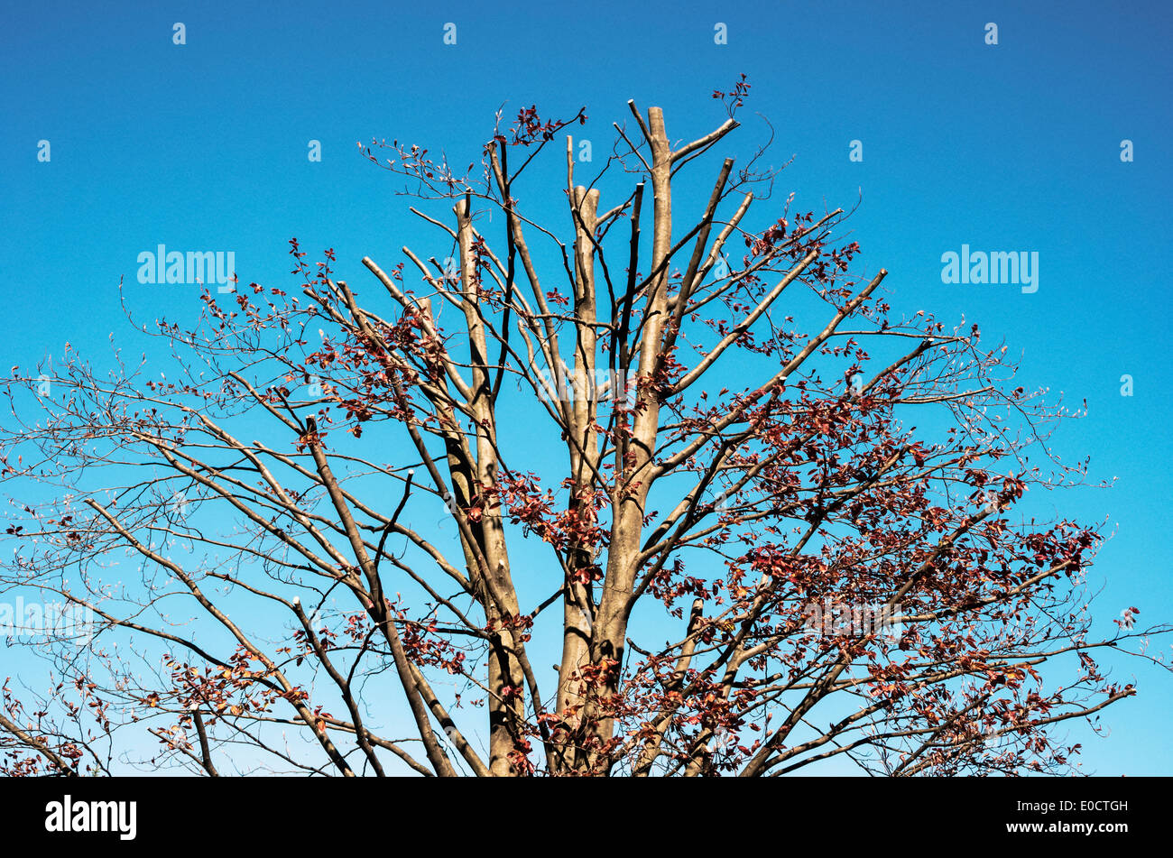 Pruned maple trees hi-res stock photography and images - Alamy