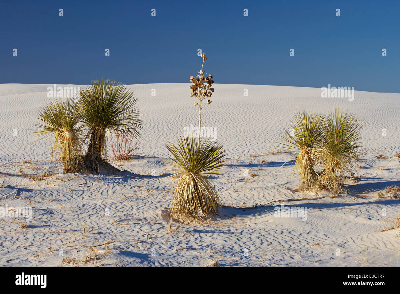 Largest yucca hi-res stock photography and images - Alamy