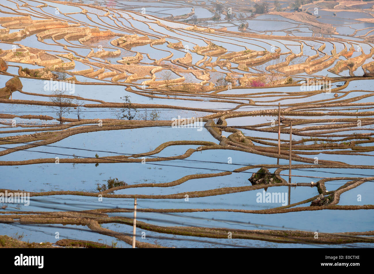 Watered terraced rice fields, Yuanyang, Yunnan, China Stock Photo - Alamy