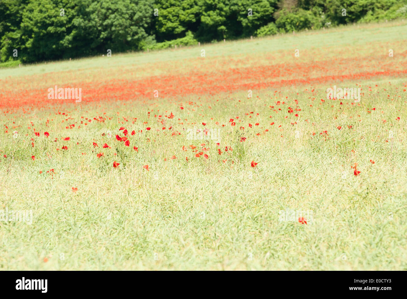 Sloping land hi-res stock photography and images - Alamy