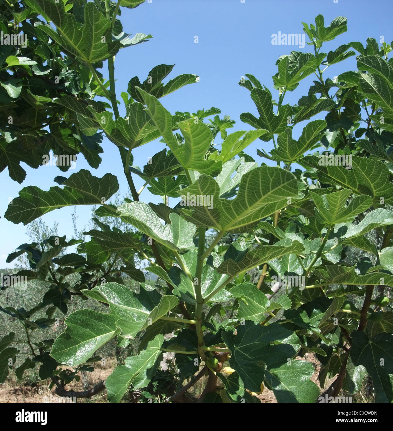 detail of a fig tree in sunny ambiance Stock Photo - Alamy
