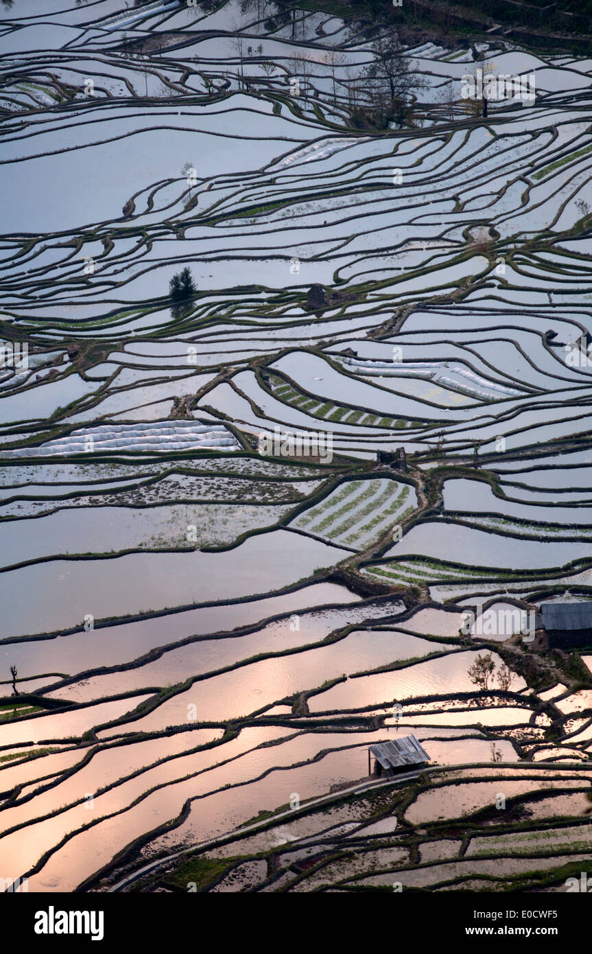 Bada Watered terraced rice fields at sunset, Yuanyang, Yunnan, China ...