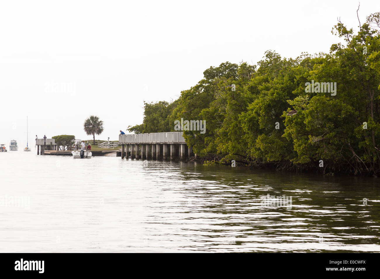 Mangrove roots boats hi-res stock photography and images - Alamy