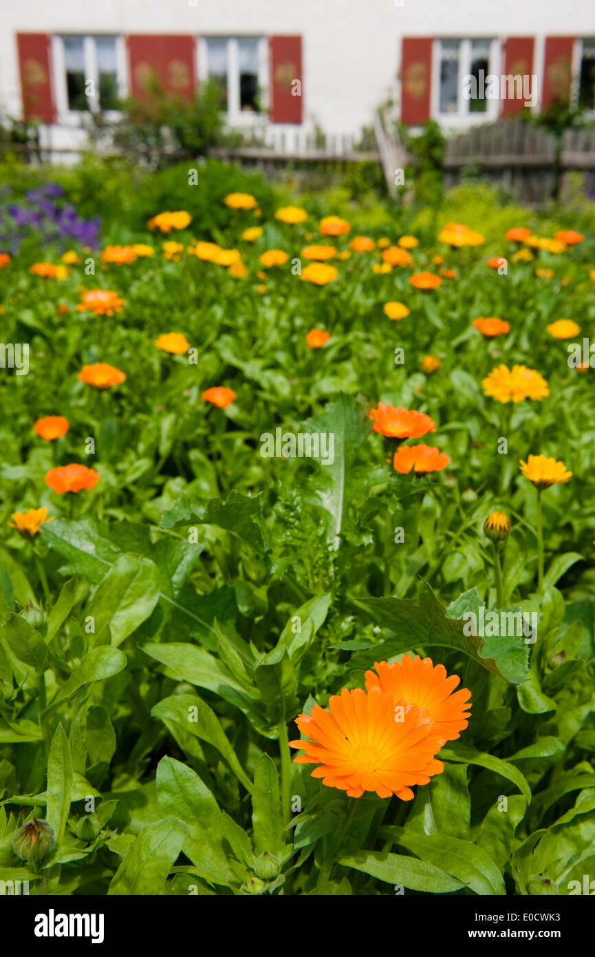 Calendula in the garden, Cottage garden, Bavaria, Germany Stock Photo ...