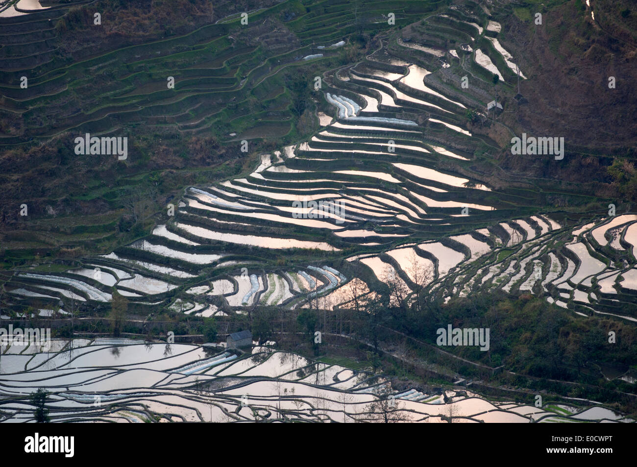 Bada Watered terraced rice fields at sunset, Yuanyang, Yunnan, China ...