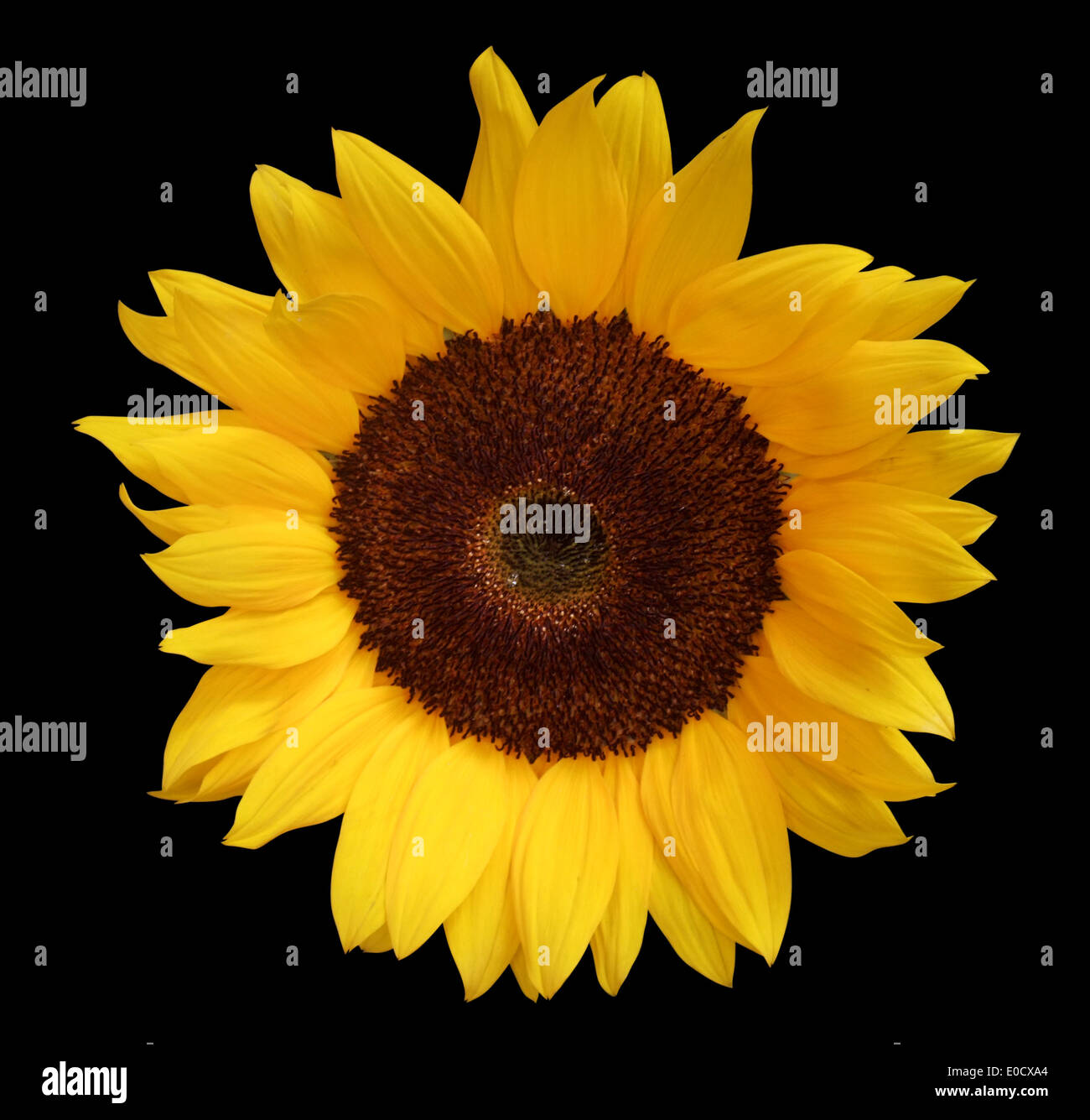 sunflower in black back Stock Photo - Alamy