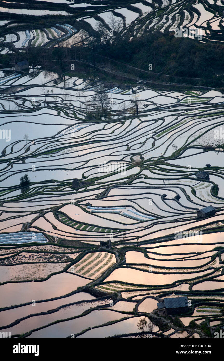 Bada Watered terraced rice fields at sunset, Yuanyang, Yunnan, China ...