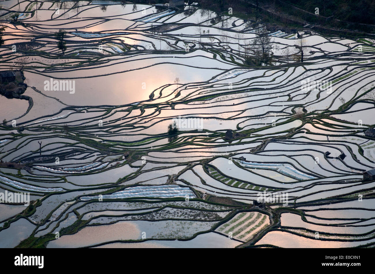 Bada Watered terraced rice fields at sunset, Yuanyang, Yunnan, China ...