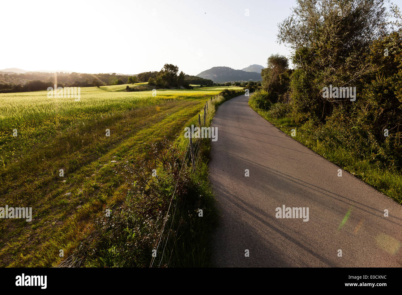 Rural road and landscape, meadows and grainfield at sunset, Es Capdella ...