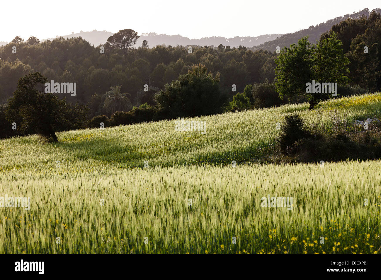 Hills, meadows and grainfield at sunset, Es Capdella, Mallorca, Spain ...
