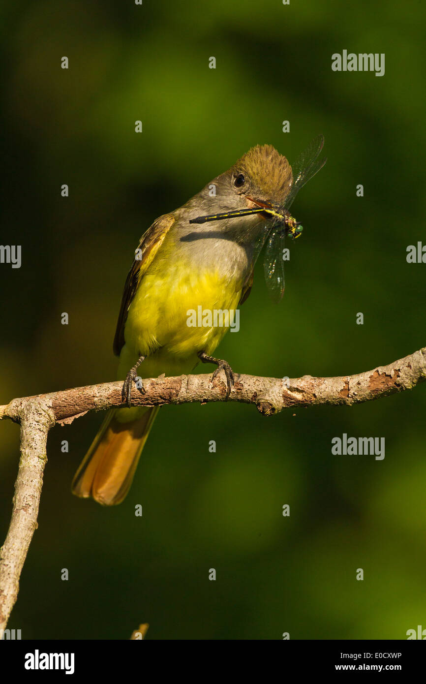 Crested flycatchers hi-res stock photography and images - Alamy