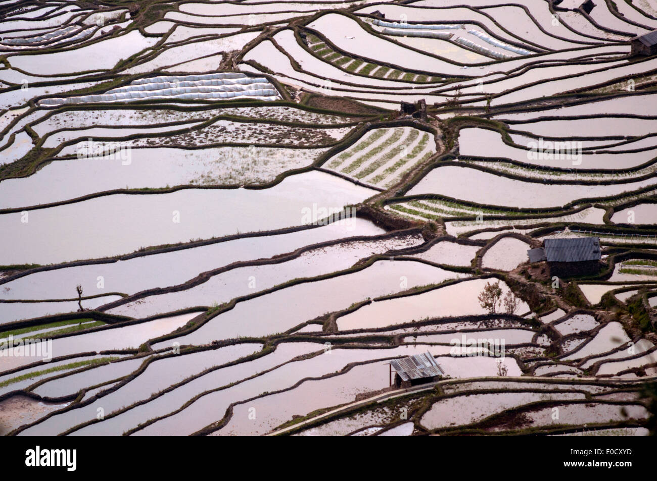 Bada Watered terraced rice fields at sunset, Yuanyang, Yunnan, China ...
