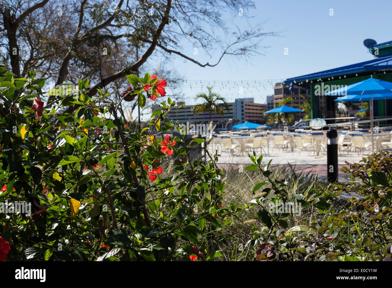 Tampa flowers hi-res stock photography and images - Alamy