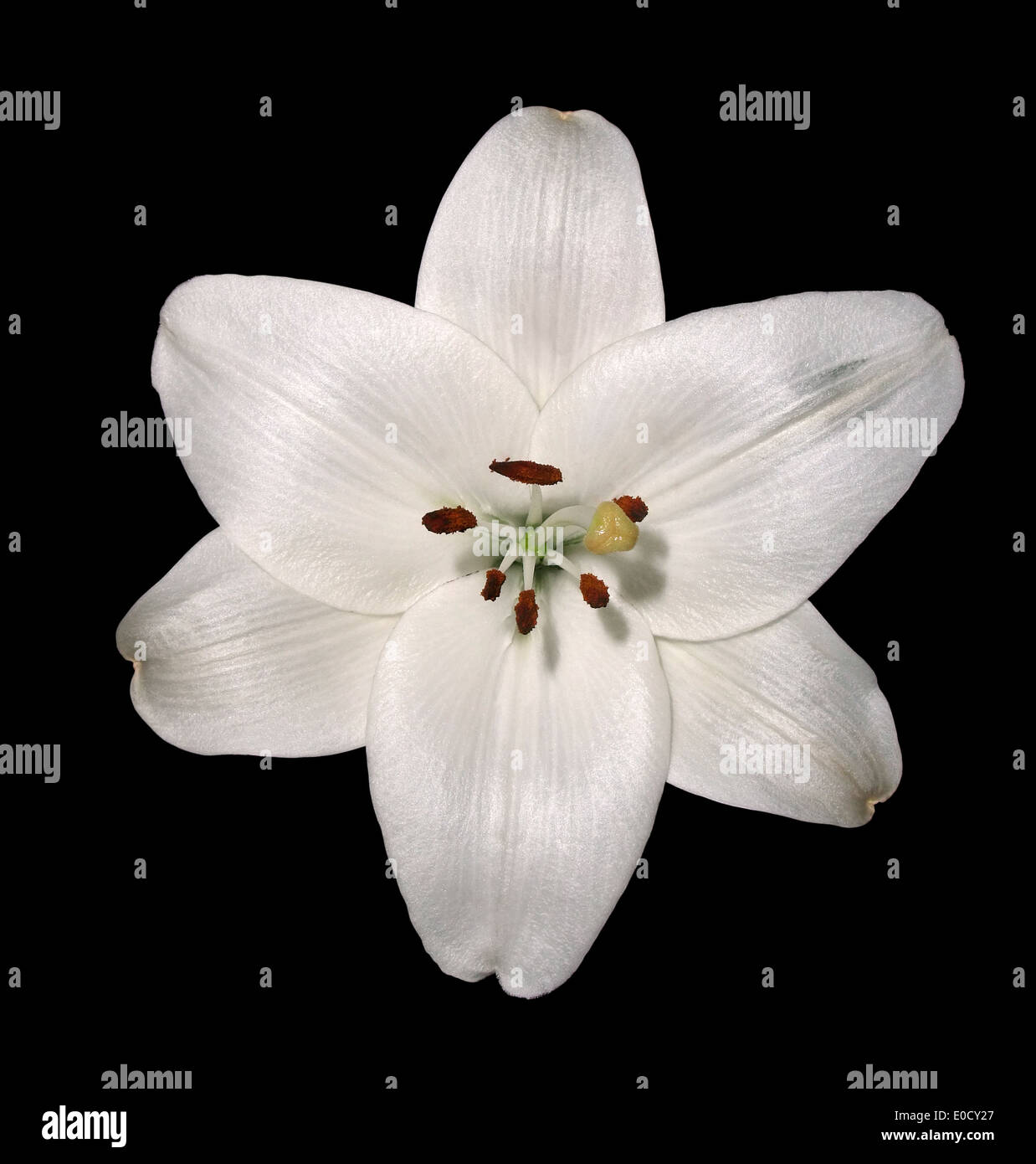 Back of flowerhead hi-res stock photography and images - Alamy