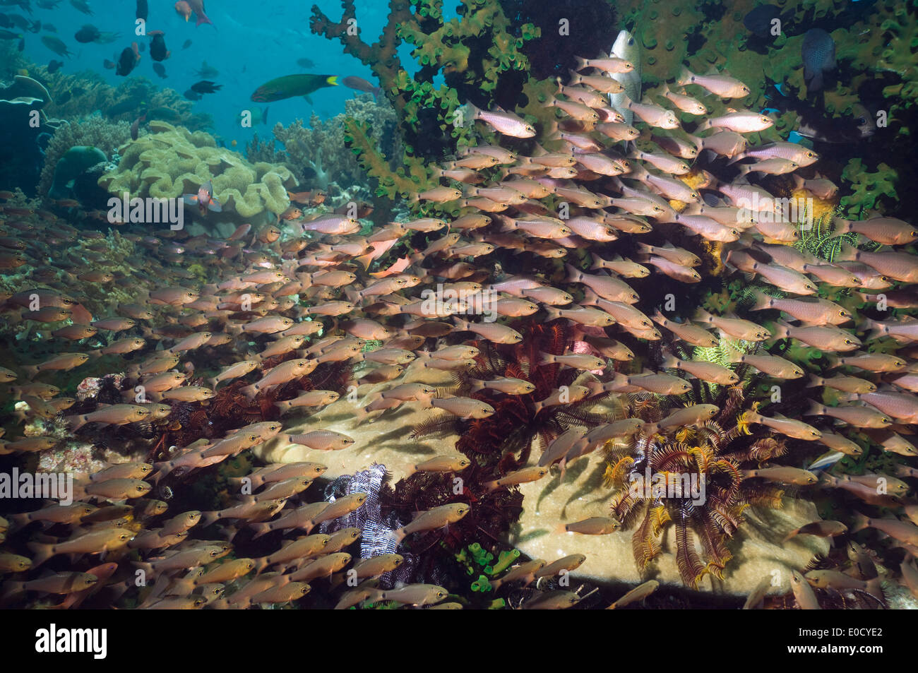 Large school of Spotnape cardinalfish over corals, Komodo National Park ...