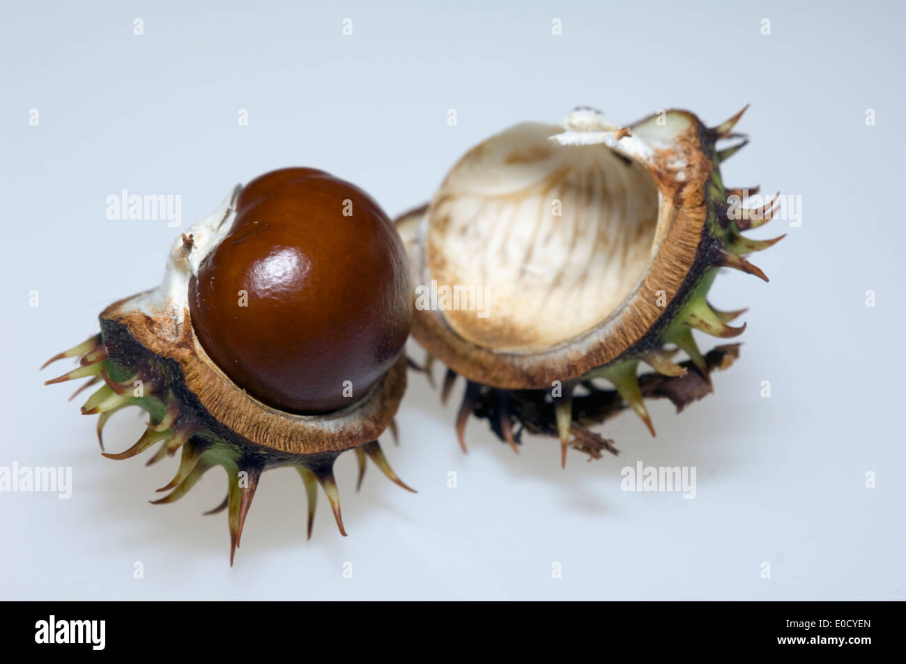 Tree seeds horse chestnut hi-res stock photography and images - Alamy