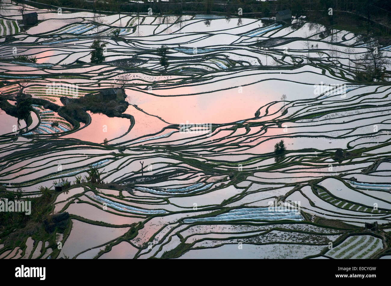 Bada Watered terraced rice fields at sunset, Yuanyang, Yunnan, China ...