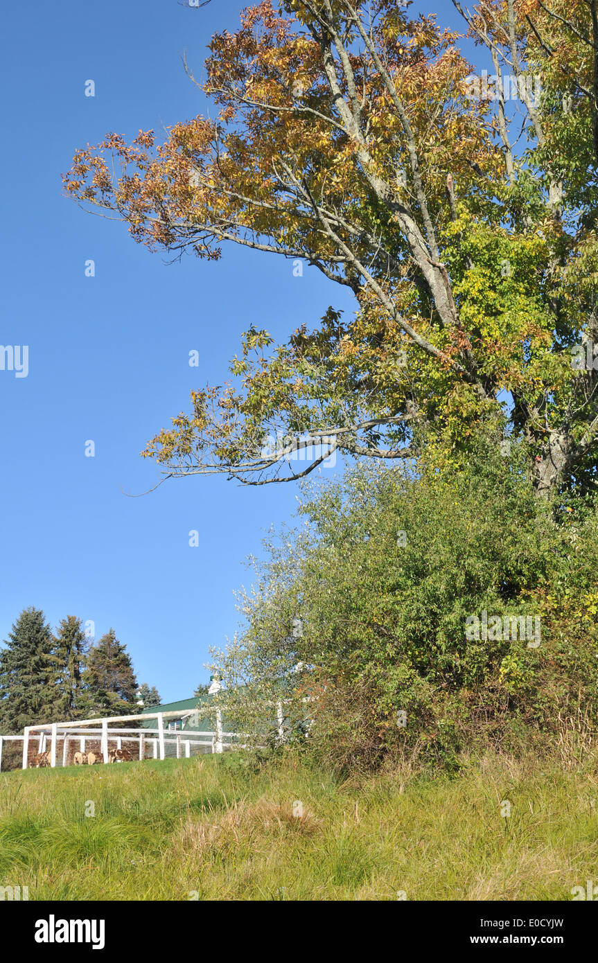 Autumn and barns Stock Photo - Alamy