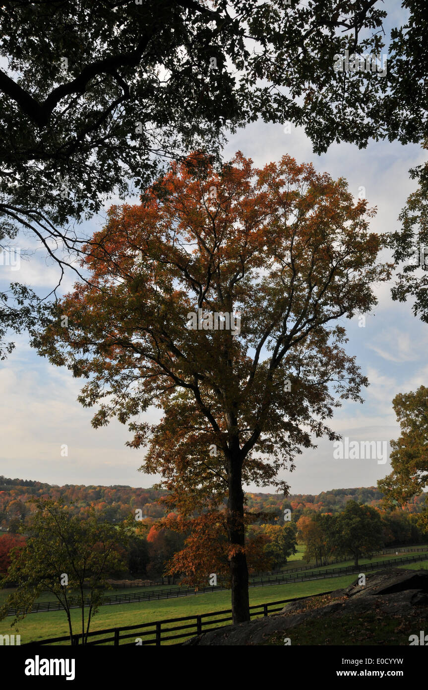 Beautiful gold bright scene color and environment scenes hi-res stock ...