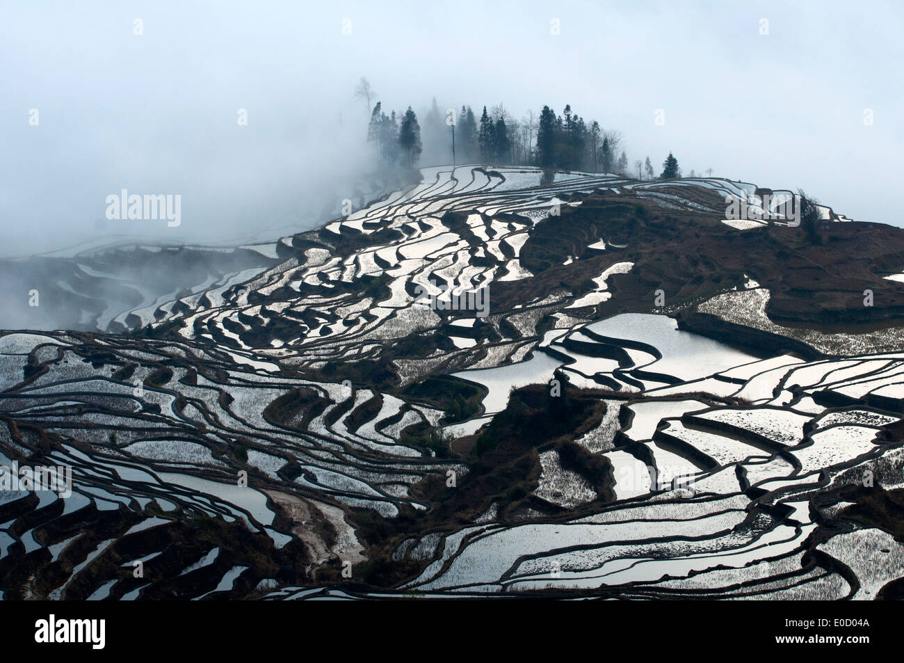 Duoyishu watered terraced rice fields at dawn, Yuanyang, Yunnan, China ...