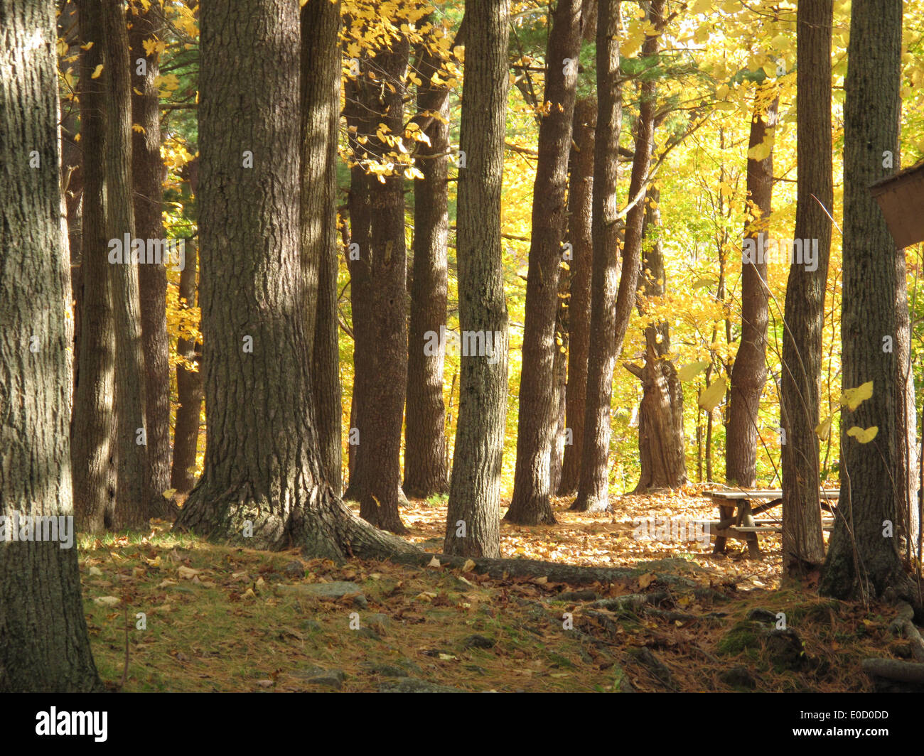 Fall scenes barn hi-res stock photography and images - Alamy
