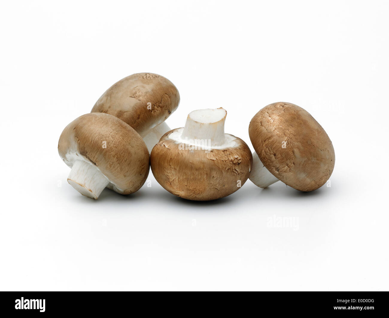Four fungi Cut Out Stock Images & Pictures - Alamy